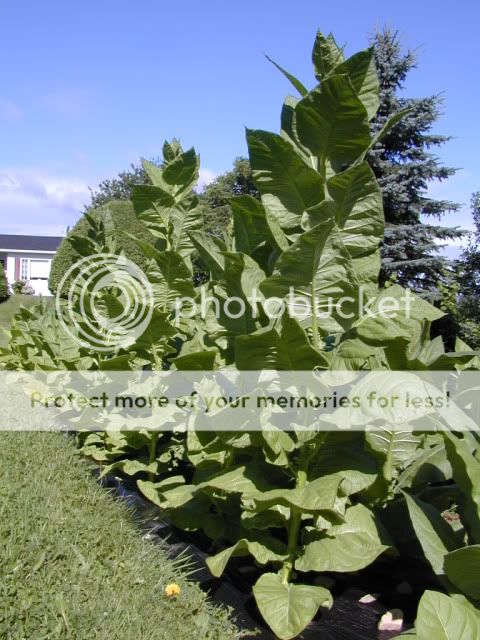 Picture of Perique tobacco from the late 1800's | Fair Trade Tobacco ...