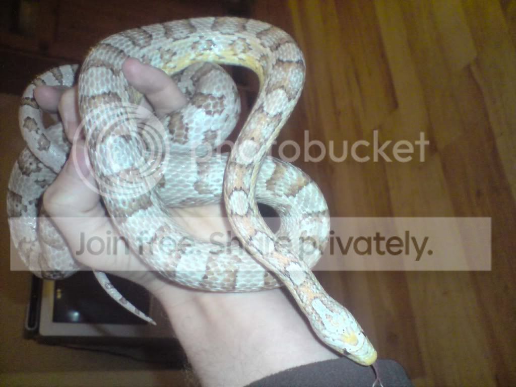 My new cornsnake (what is he?) | Reptile Forums