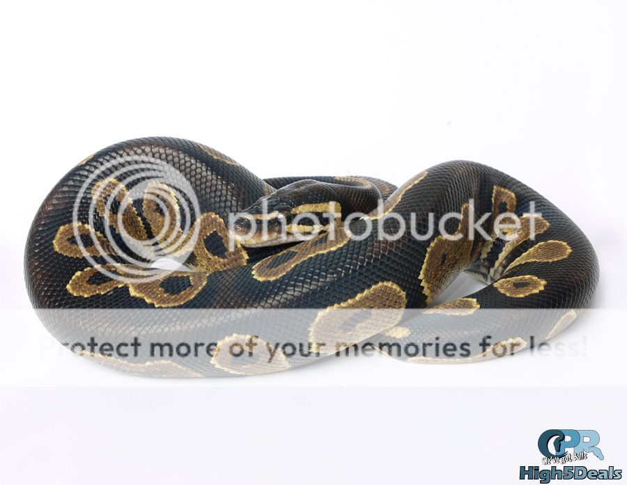 SE England - CPR “HIGH FIVE DEALS” – Pied, Albino BurmBall & Blackheads ...