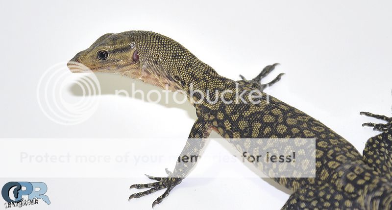 SE England - Yellow Monitor -Varanus melinus | Reptile Forums